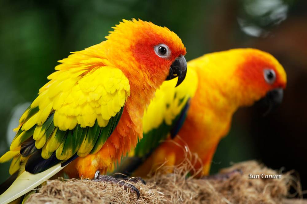 Sun Parakeet - Jurong Bird Park