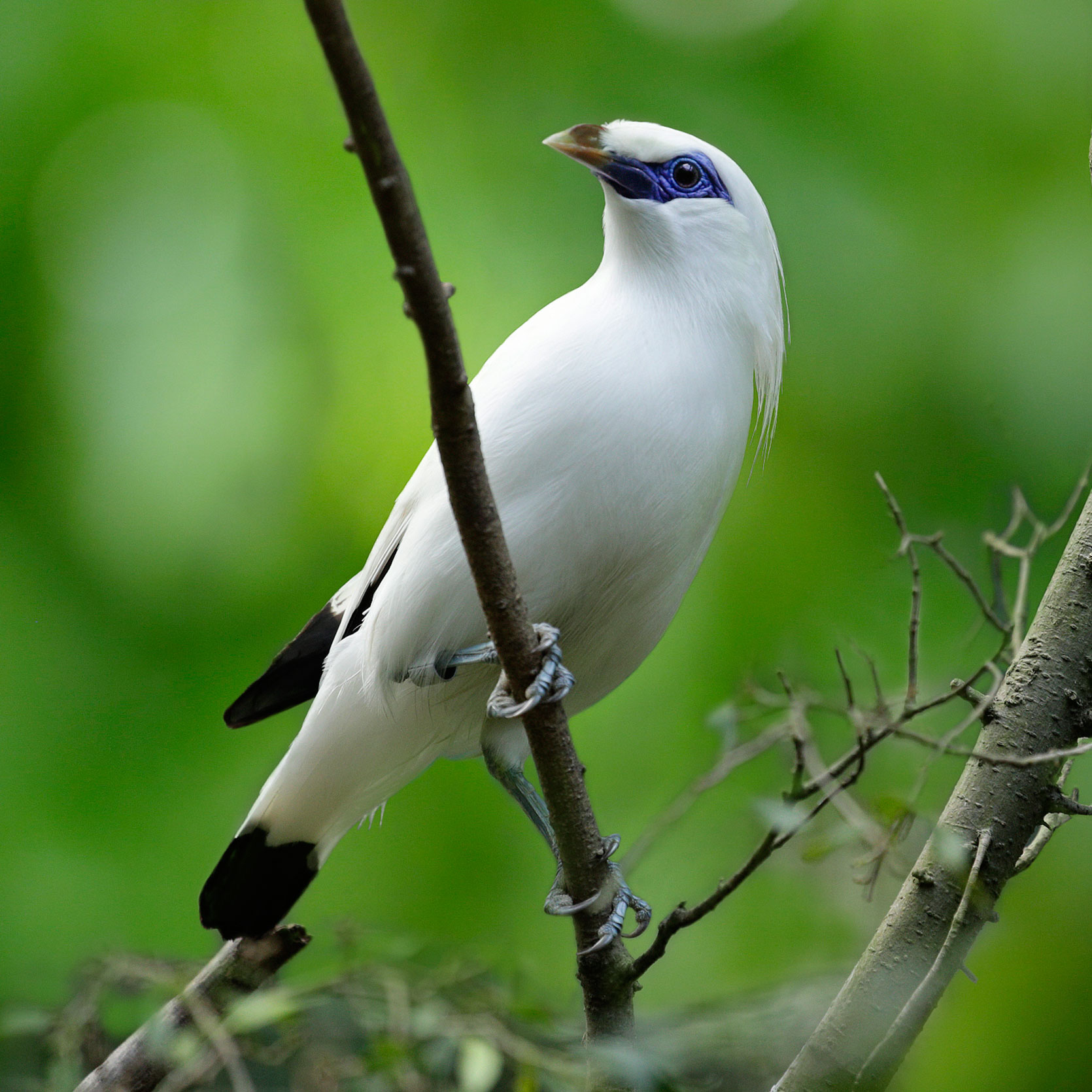 Bali Myna - Jurong Bird Park