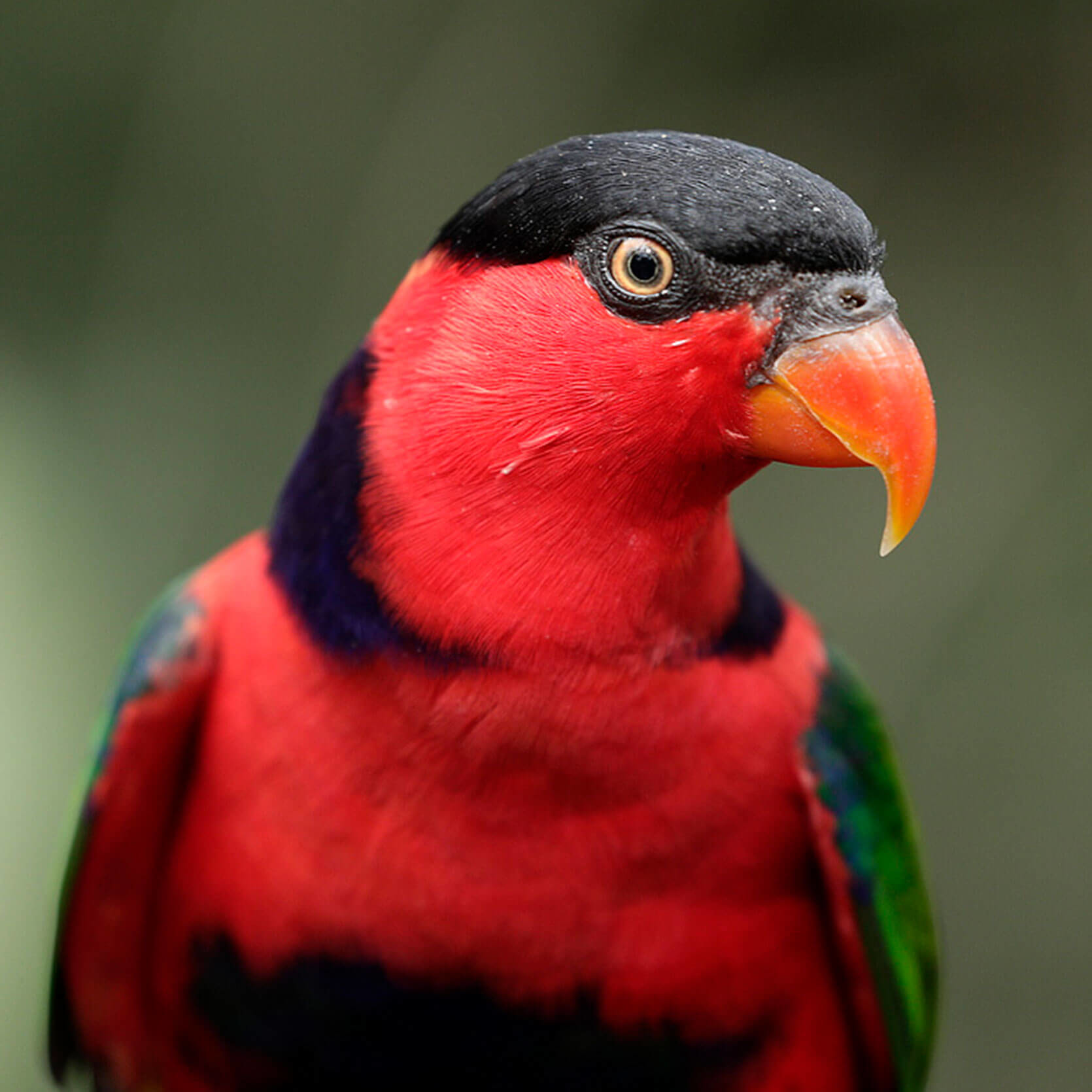 Lory Loft - Jurong Bird Park