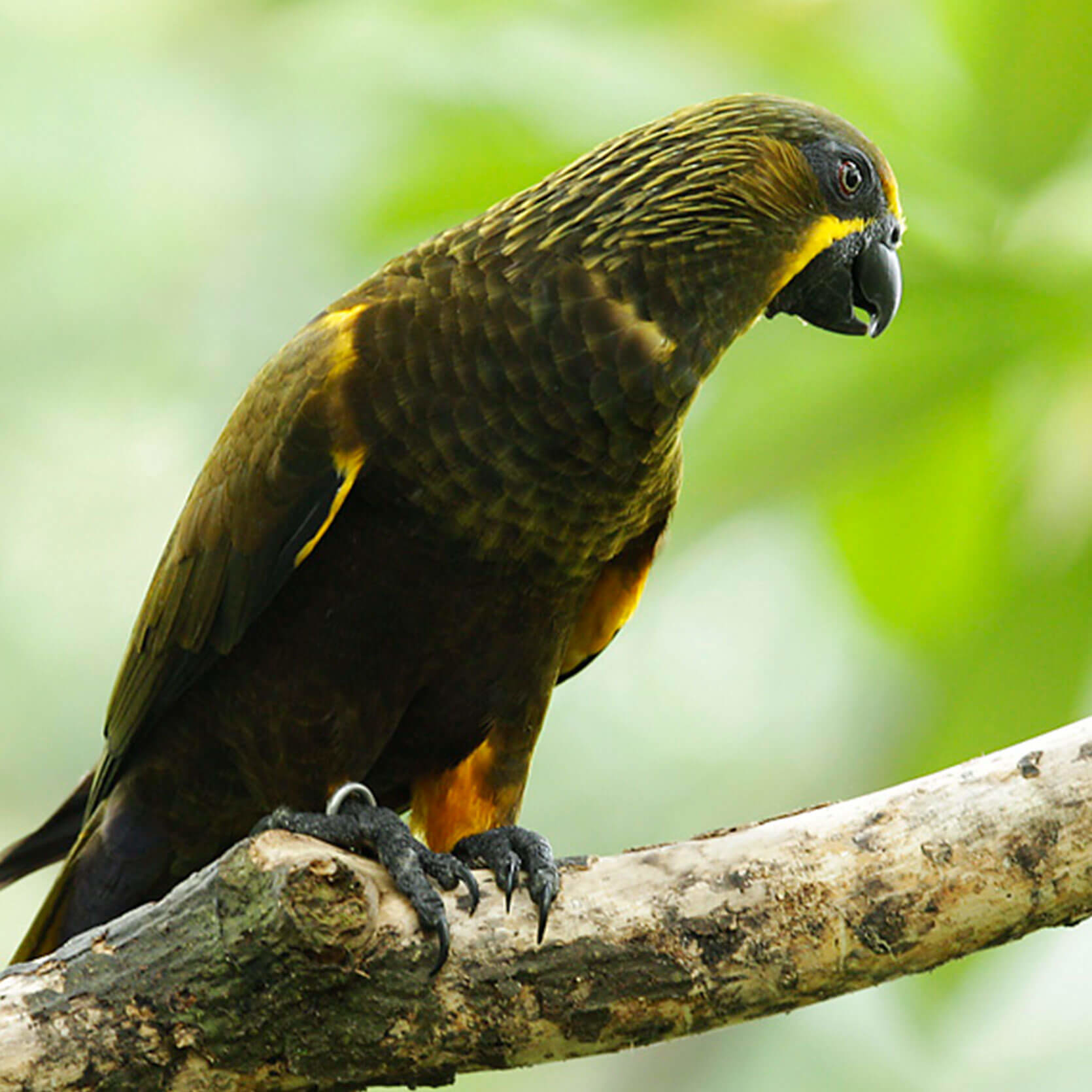 Lory Loft - Jurong Bird Park