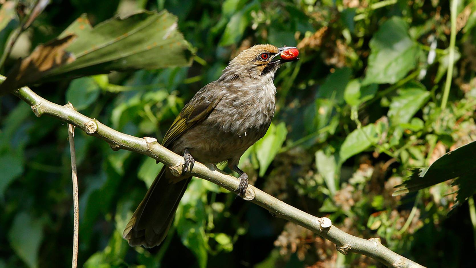 Straw-headed Bulbul - Bird Paradise | Mandai Wildlife Reserve
