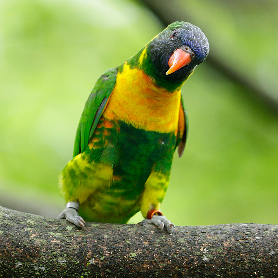 Lory Loft - Jurong Bird Park