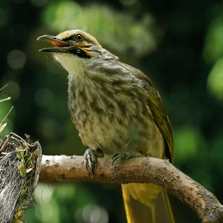 Wings of Asia - Bird Paradise | Mandai Wildlife Reserve