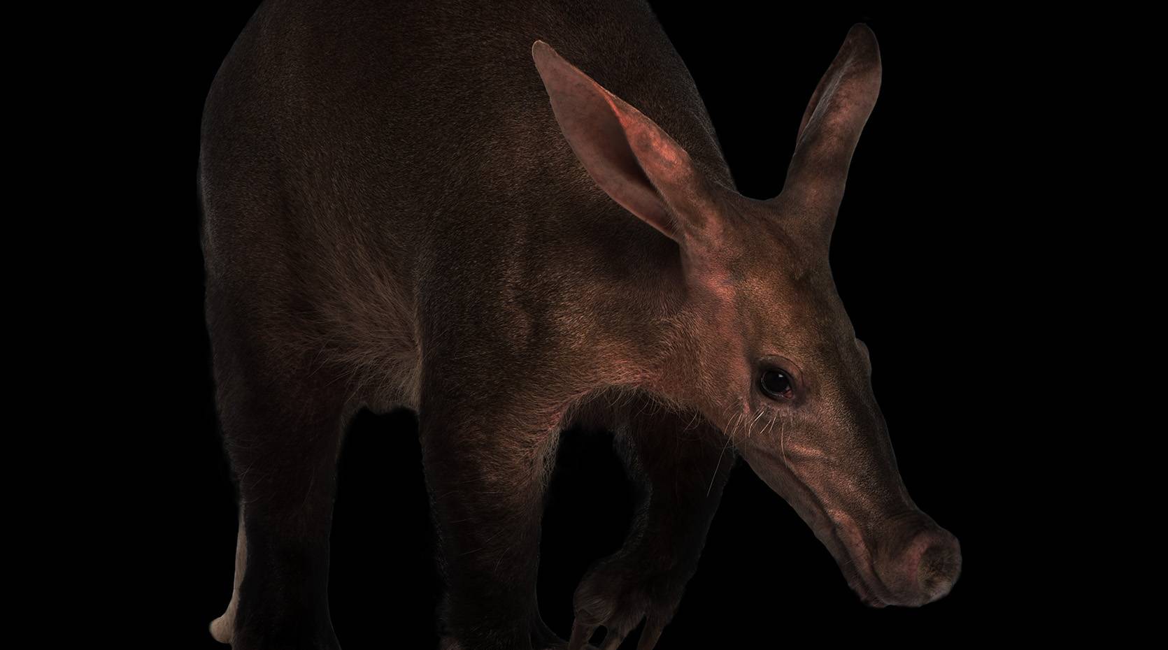 Aardvark - Night Safari