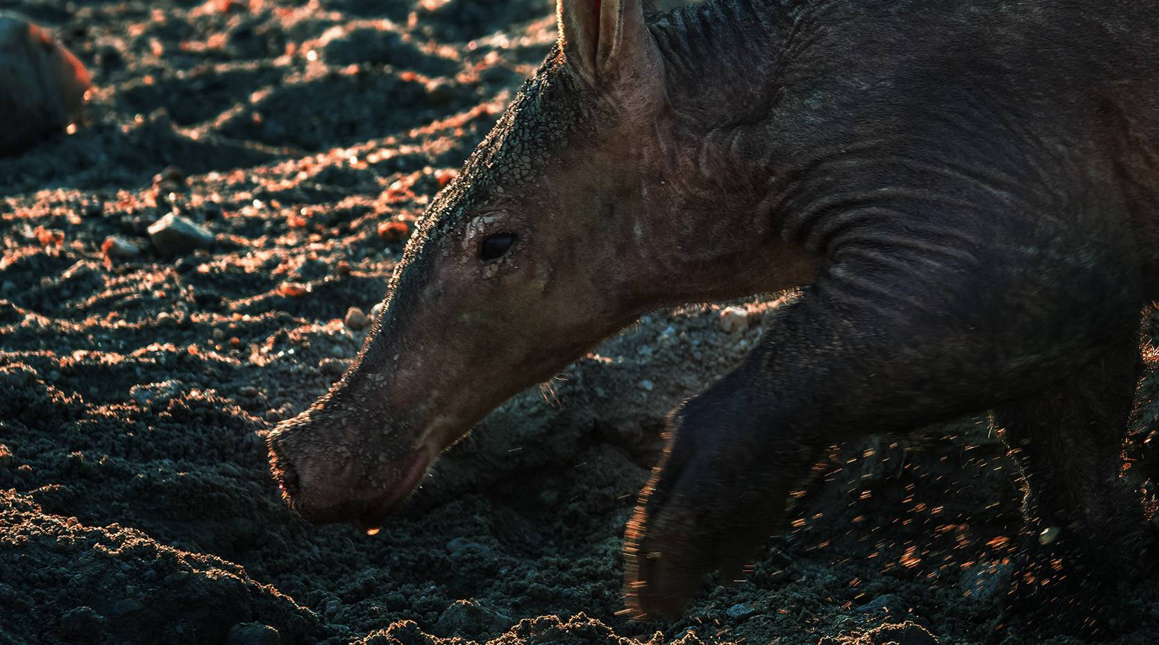 Aardvark - Night Safari