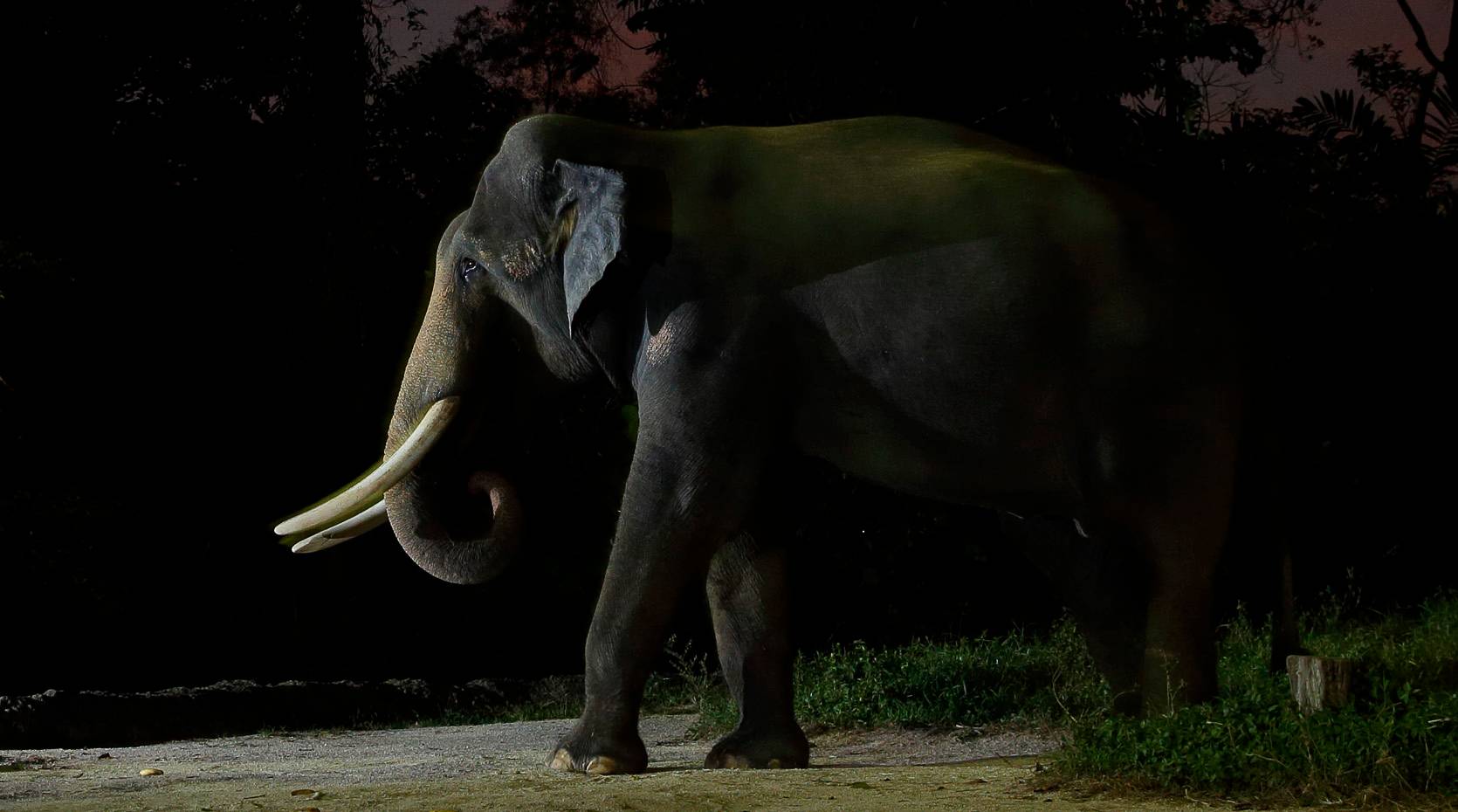 Asian Elephant - Night Safari