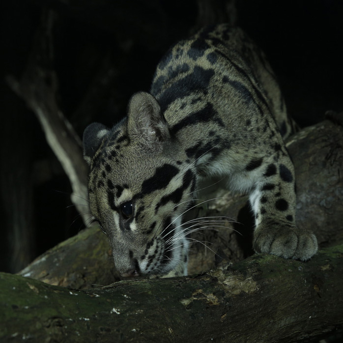 Clouded Leopard - Night Safari