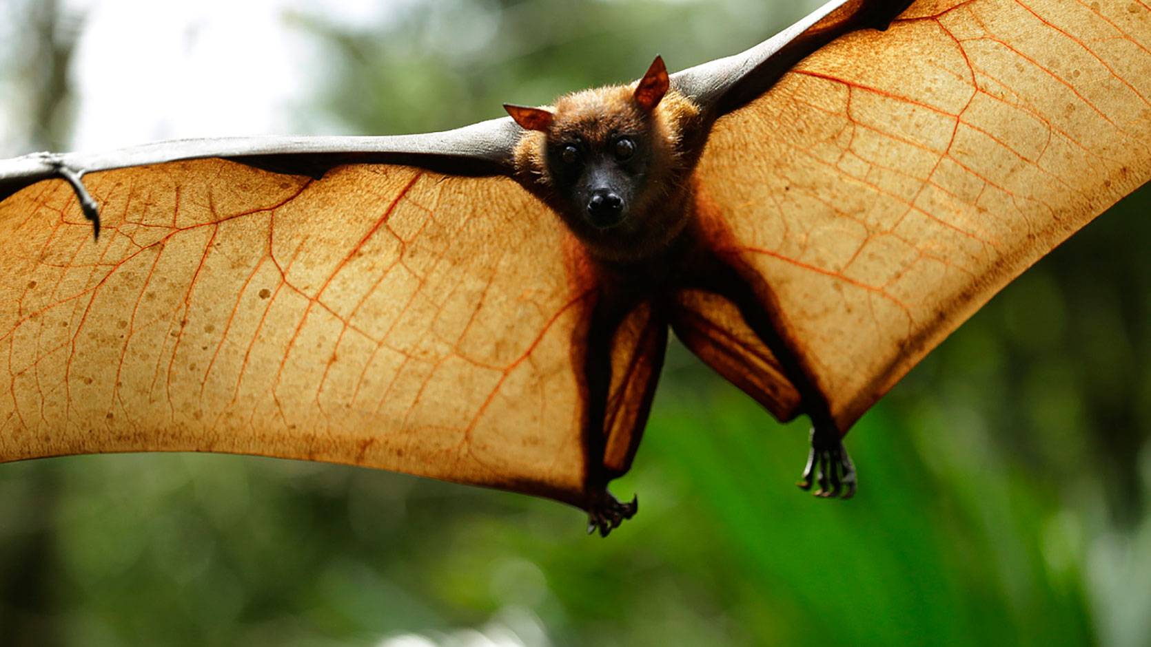 Malayan Flying Fox - Night Safari
