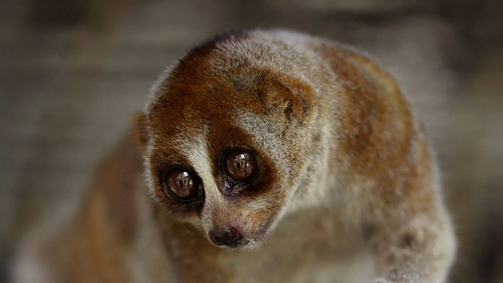 Slow loris - Night Safari