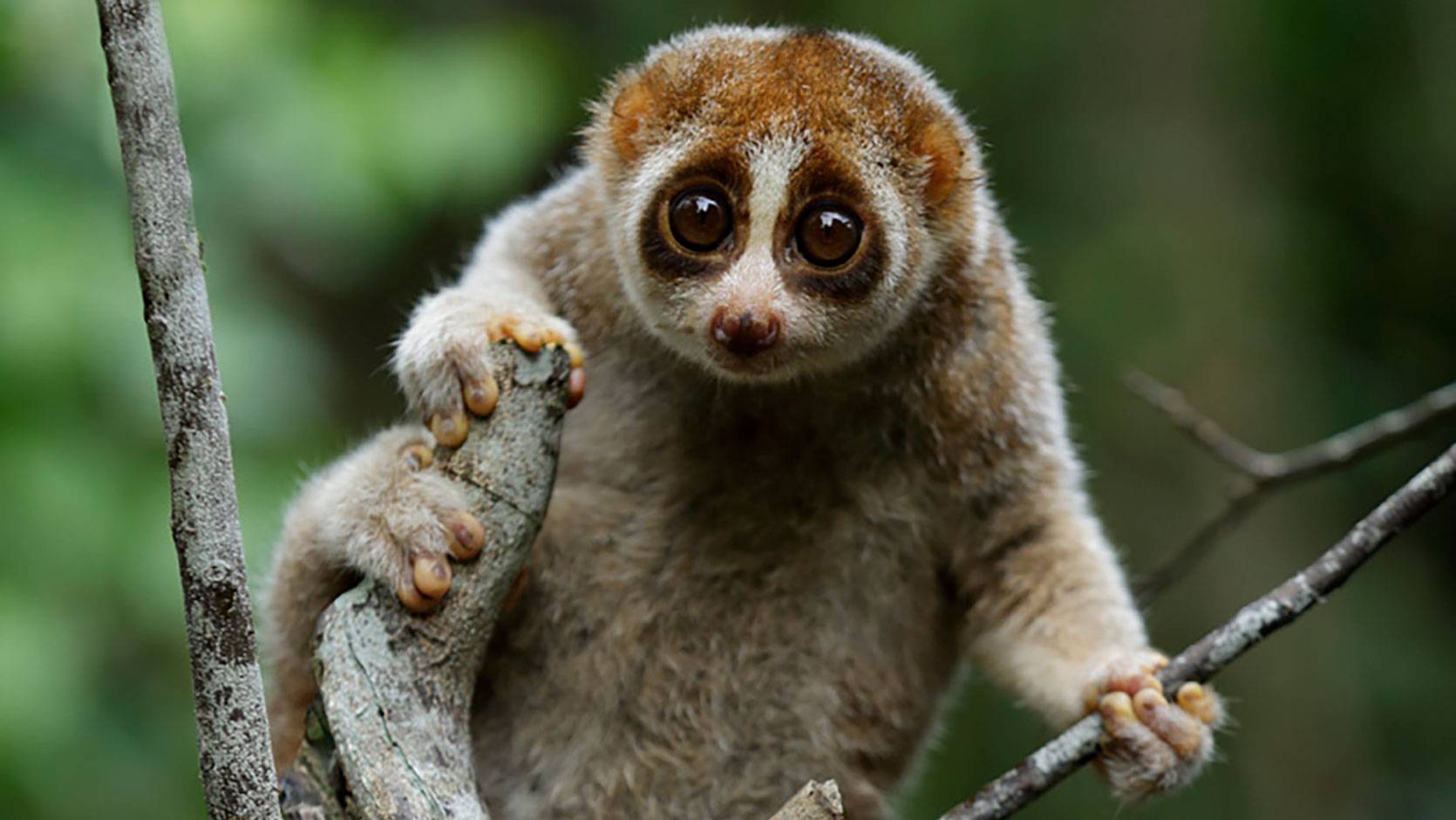 Slow loris - Night Safari