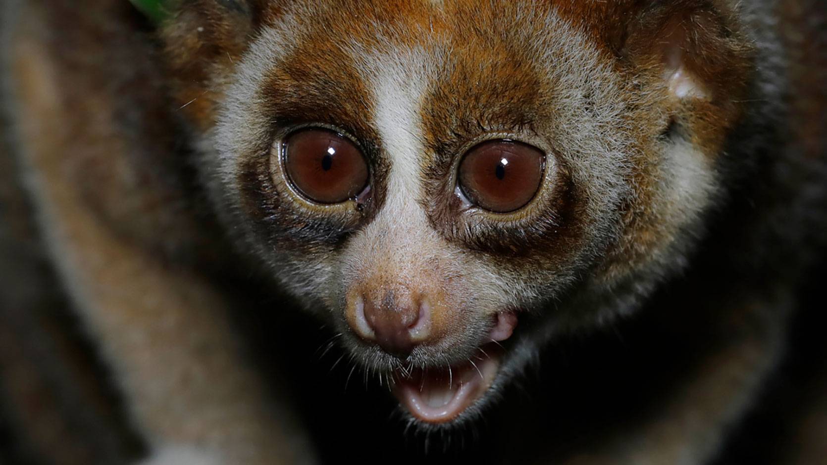 Slow loris - Night Safari