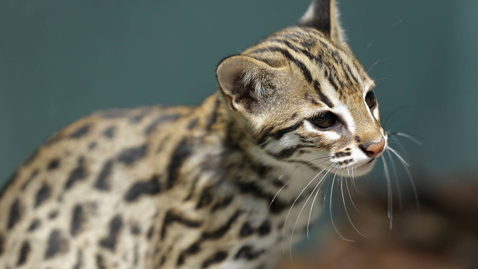 Leopard cat - Night Safari | Mandai Wildlife Reserve