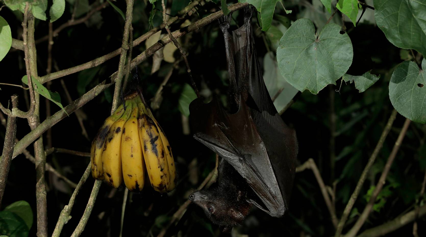 Malayan Flying Fox - Night Safari