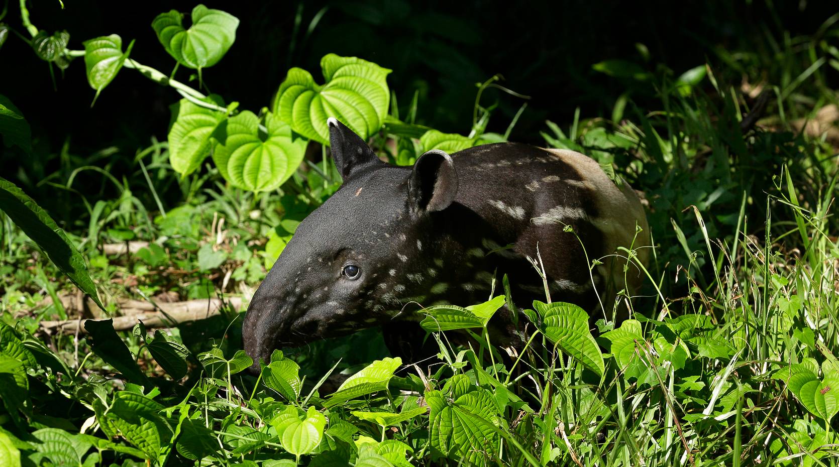 Malayan Tapir - Night Safari