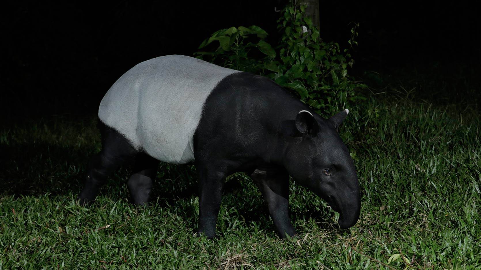 Malayan Tapir - Night Safari