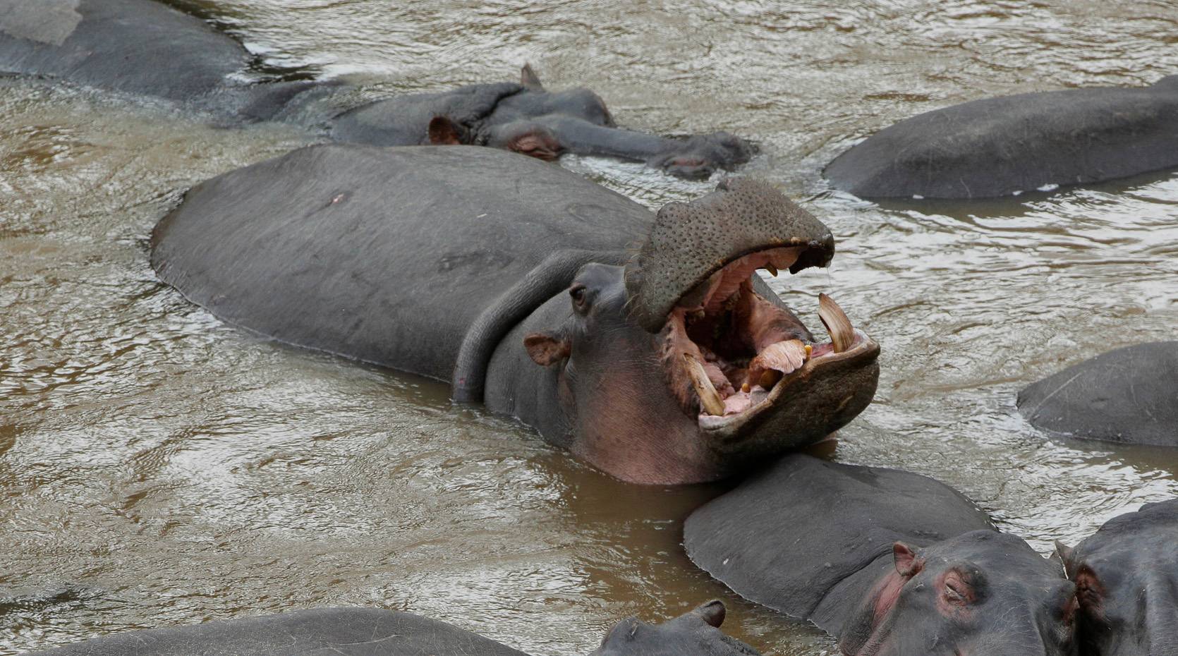 Nile Hippopotamus - Night Safari