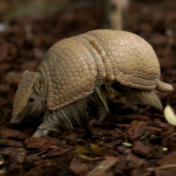 Animals & Trails - Night Safari | Mandai Wildlife Reserve