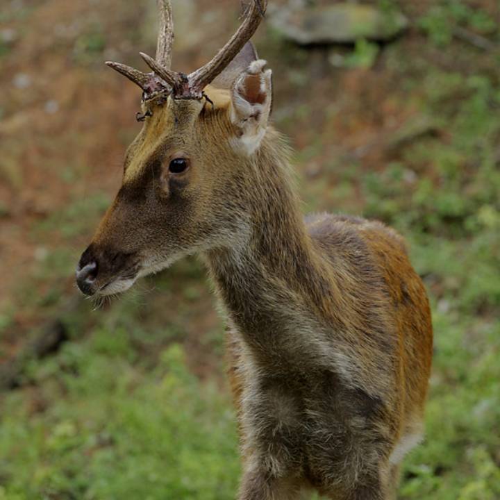 Animals & Trails - Night Safari | Mandai Wildlife Reserve
