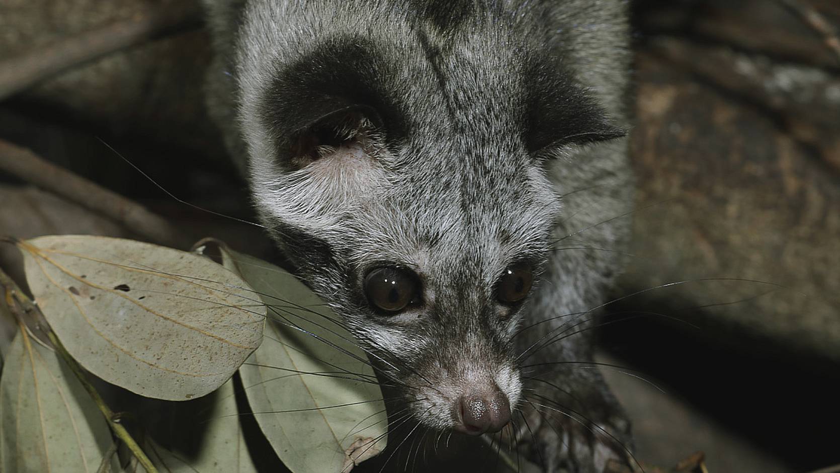 Pangolin Trail - Night Safari