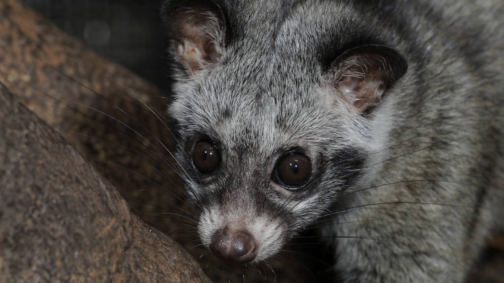 Pangolin Trail - Night Safari