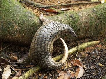 Pangolin Trail - Night Safari