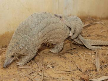 Pangolin Trail - Night Safari