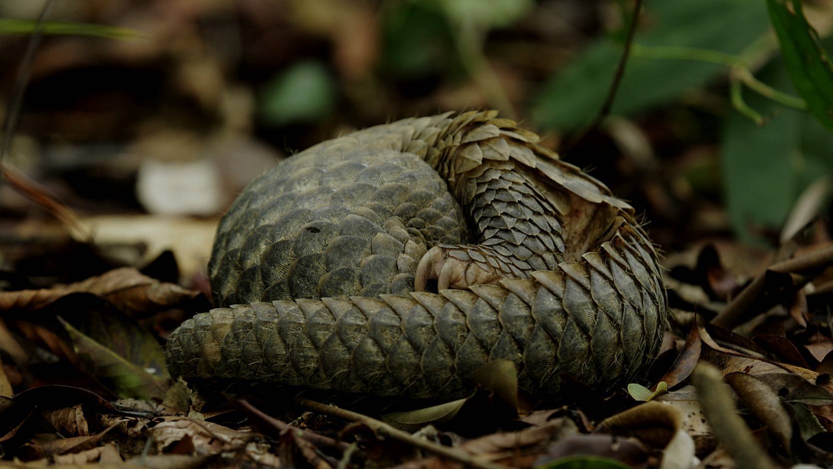 Pangolin Trail - Night Safari