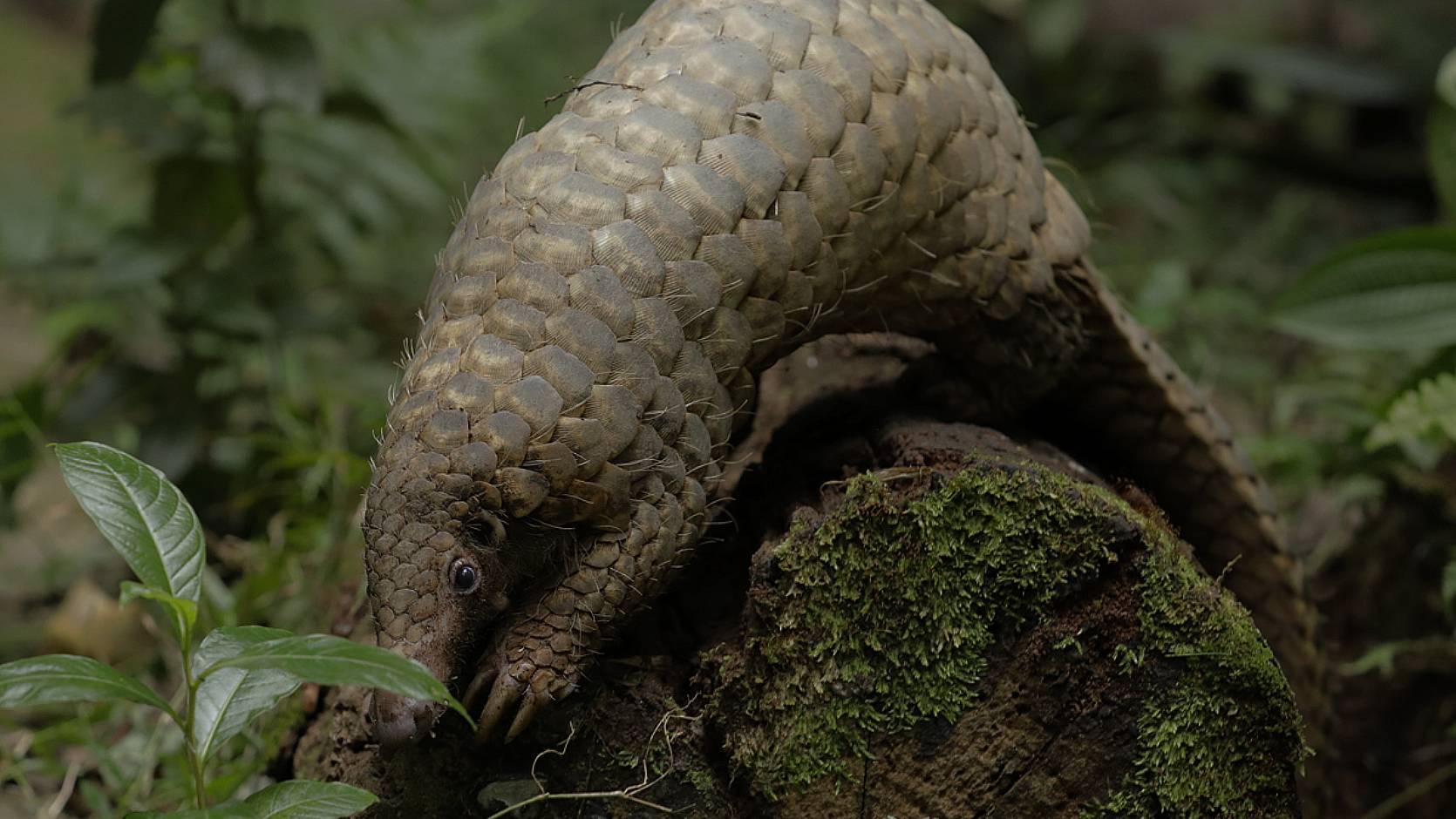 Pangolin Trail - Night Safari