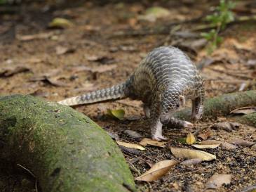 Pangolin Trail - Night Safari