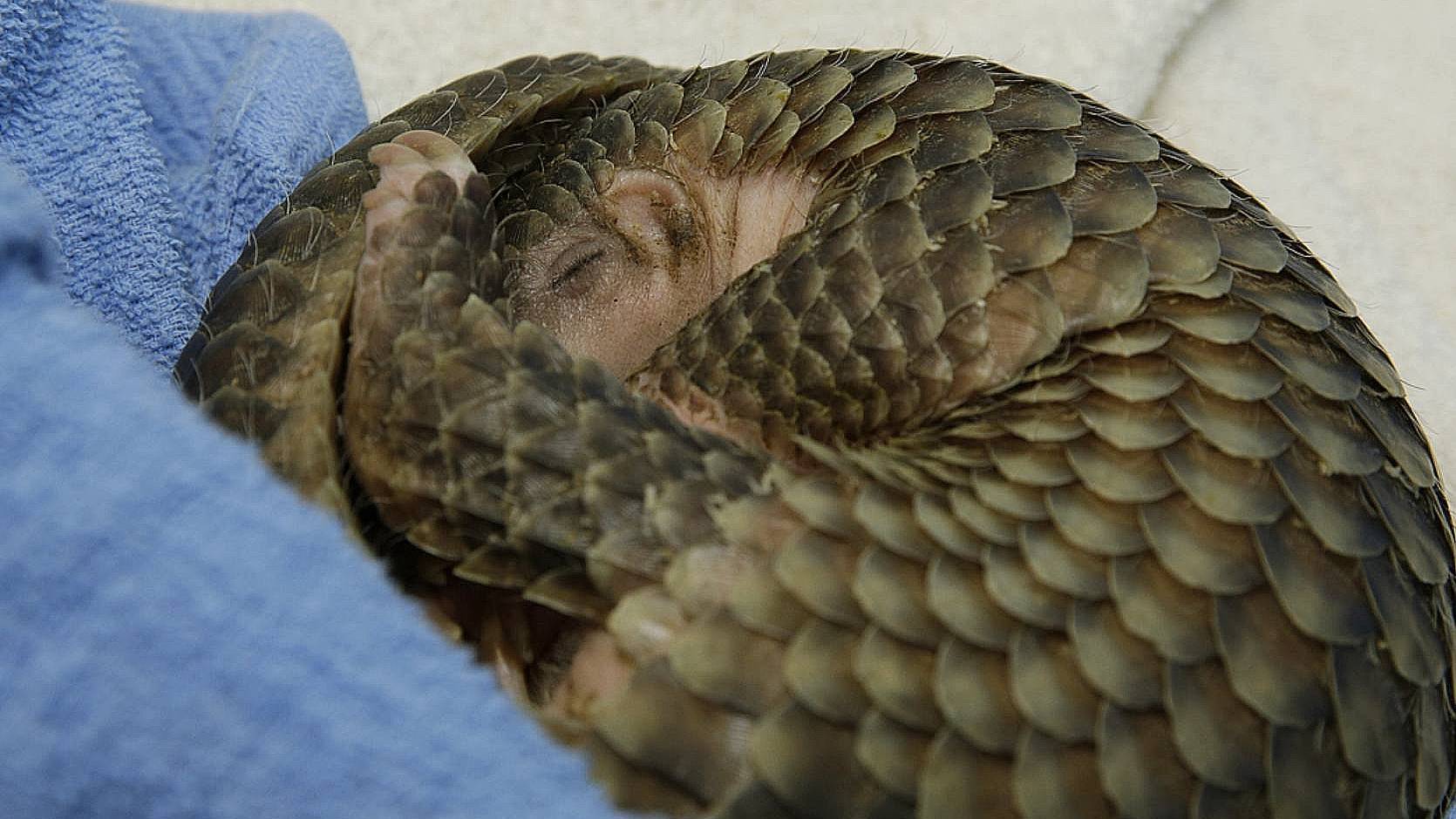 Pangolin Trail - Night Safari