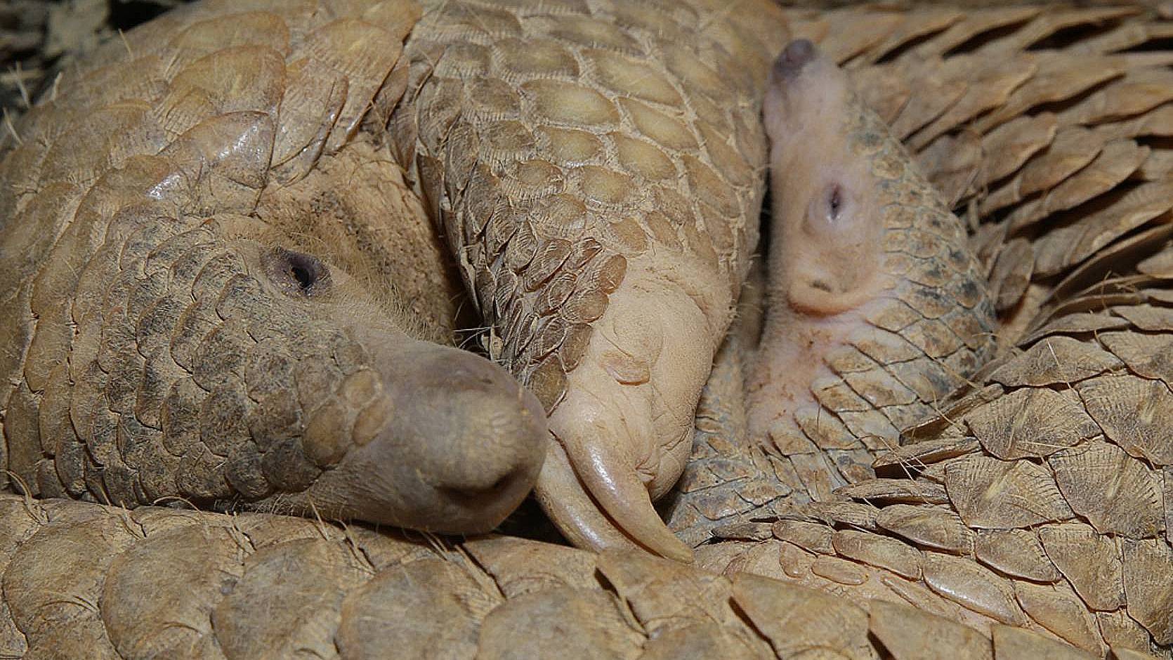 Pangolin Trail - Night Safari