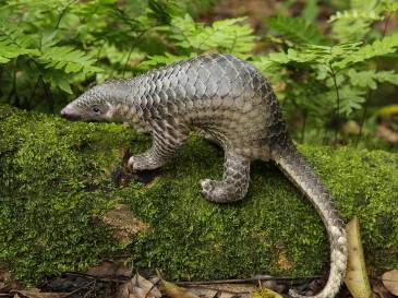 Pangolin Trail - Night Safari