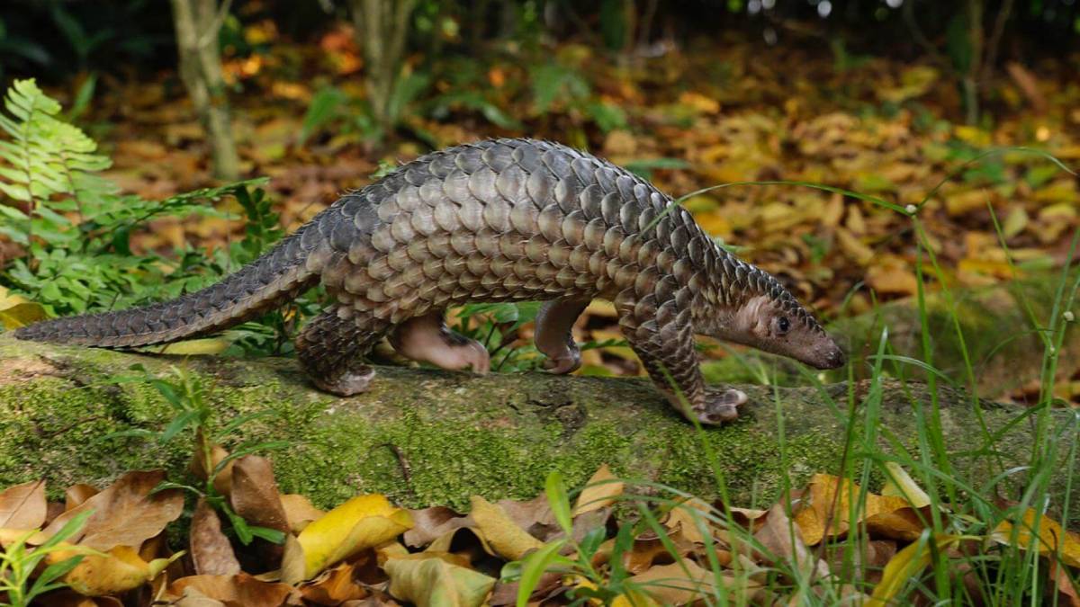 Sunda Pangolin - Night Safari