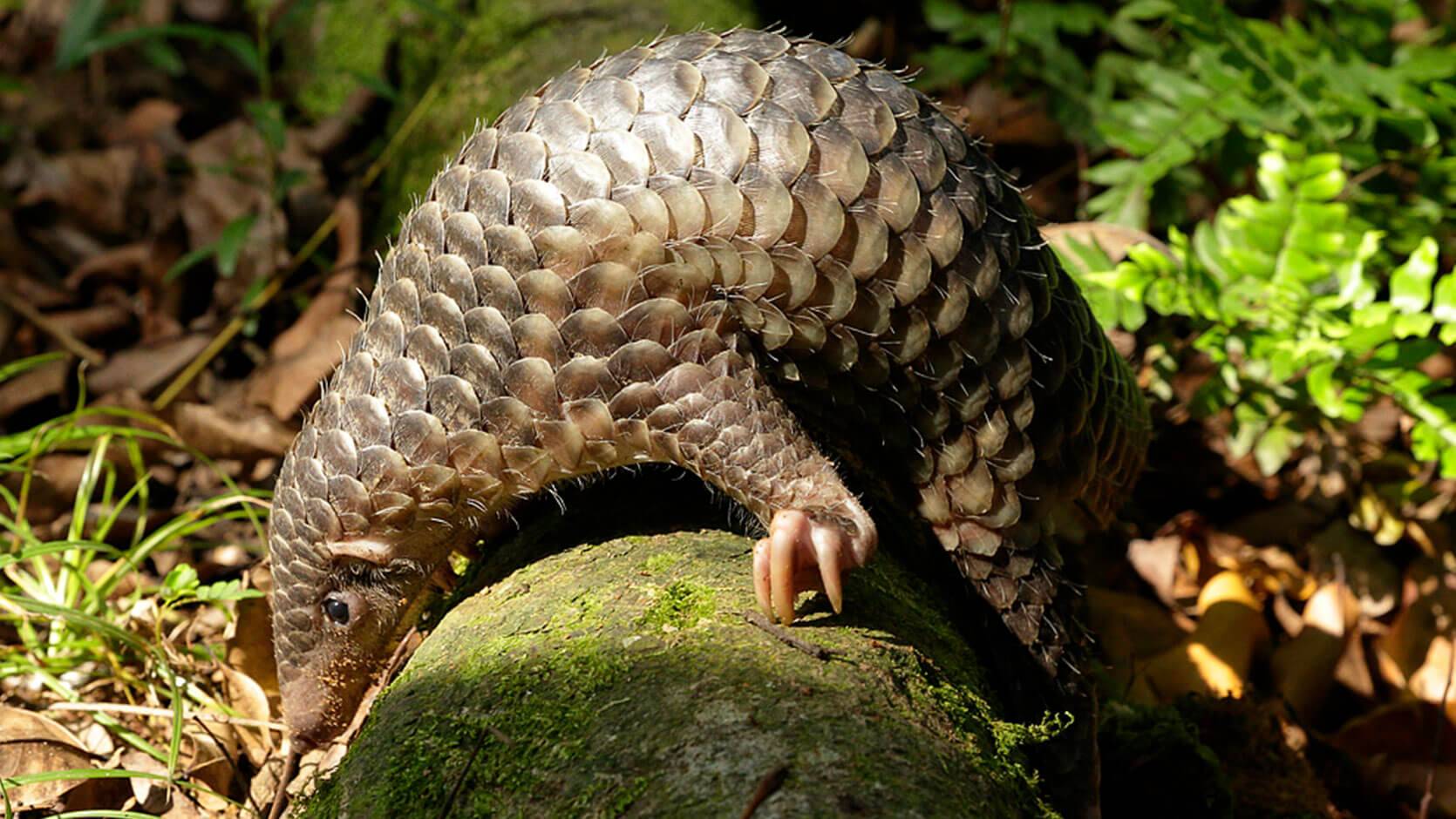 Sunda Pangolin - Night Safari
