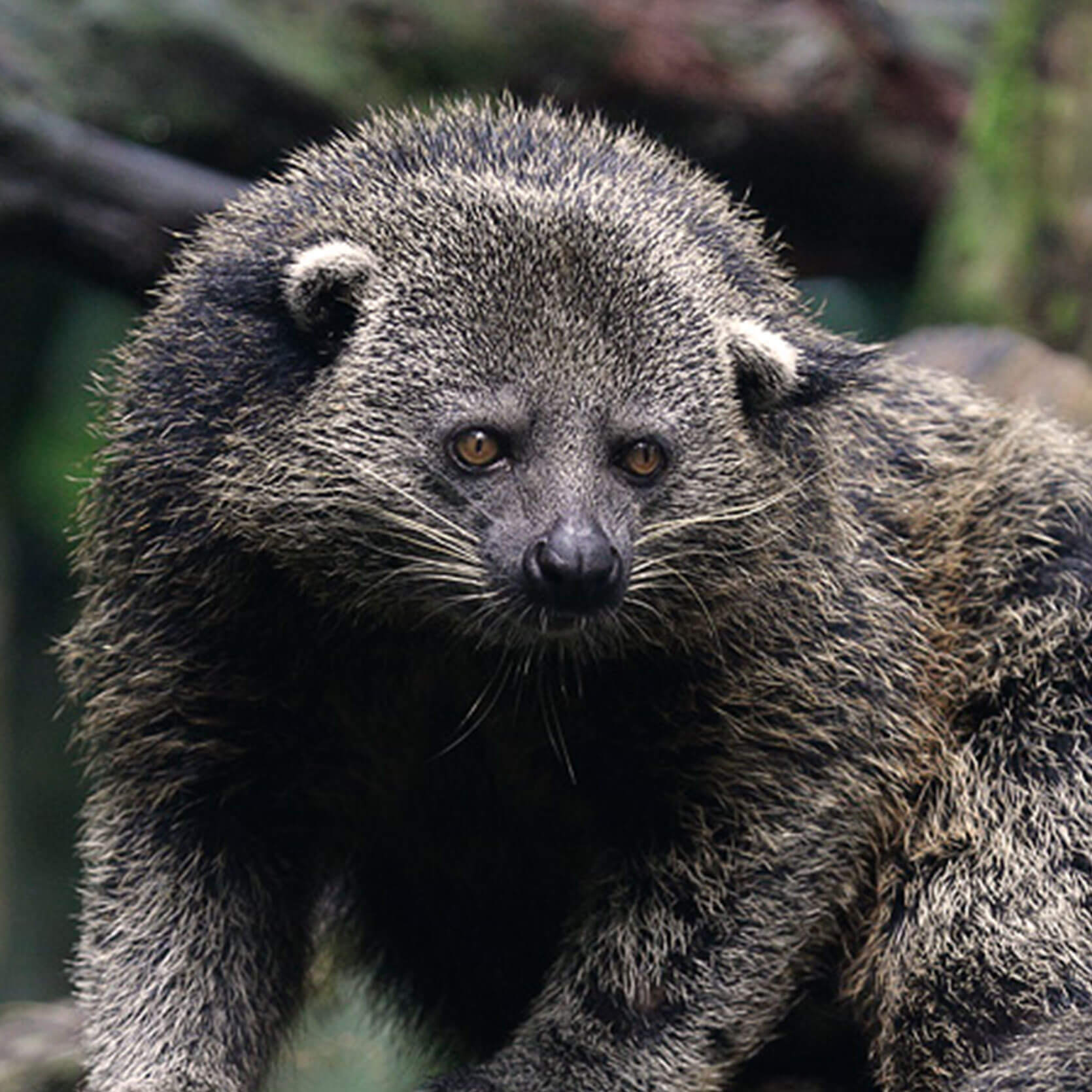 Animals & Trails - Night Safari | Mandai Wildlife Reserve