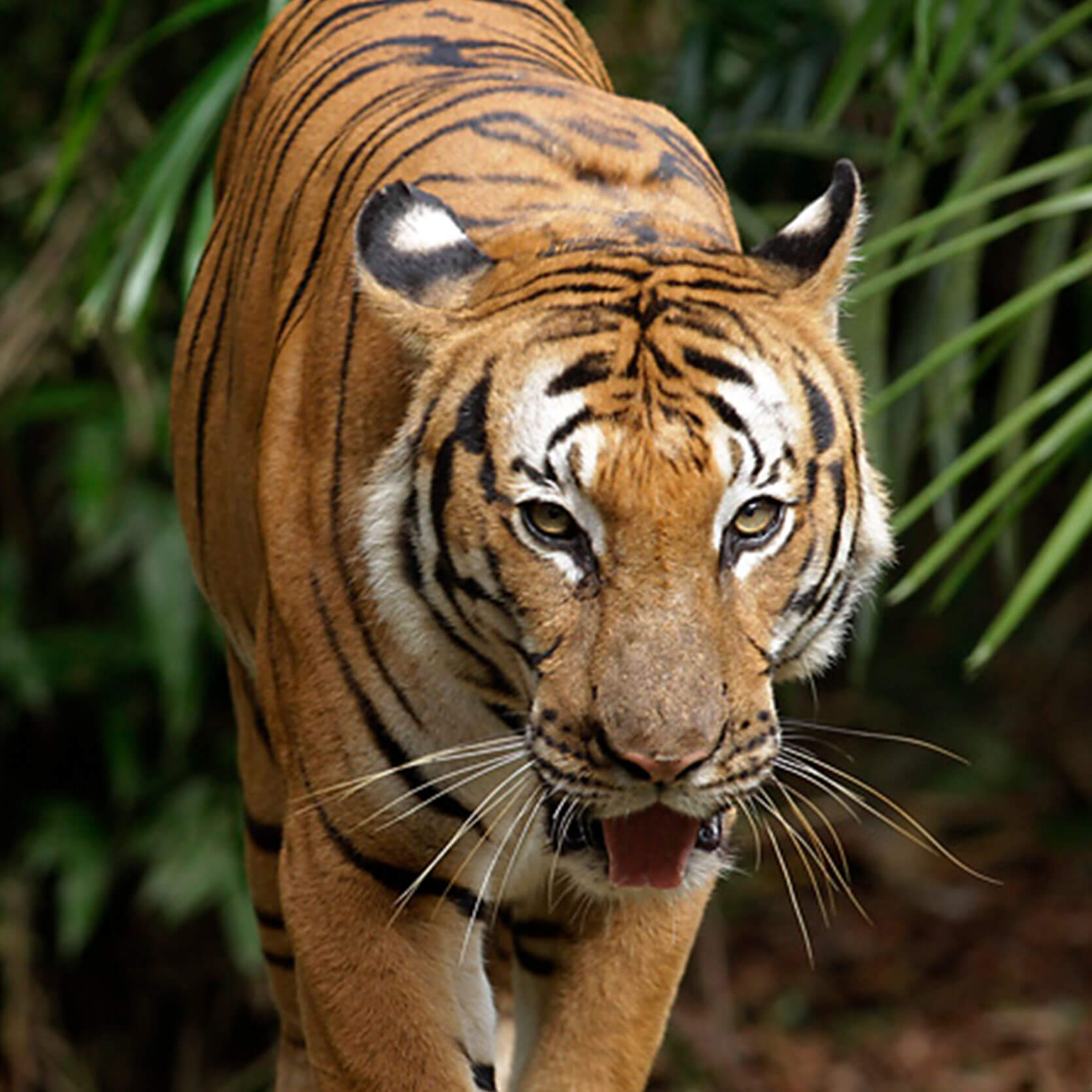 River Safari Singapore Animals