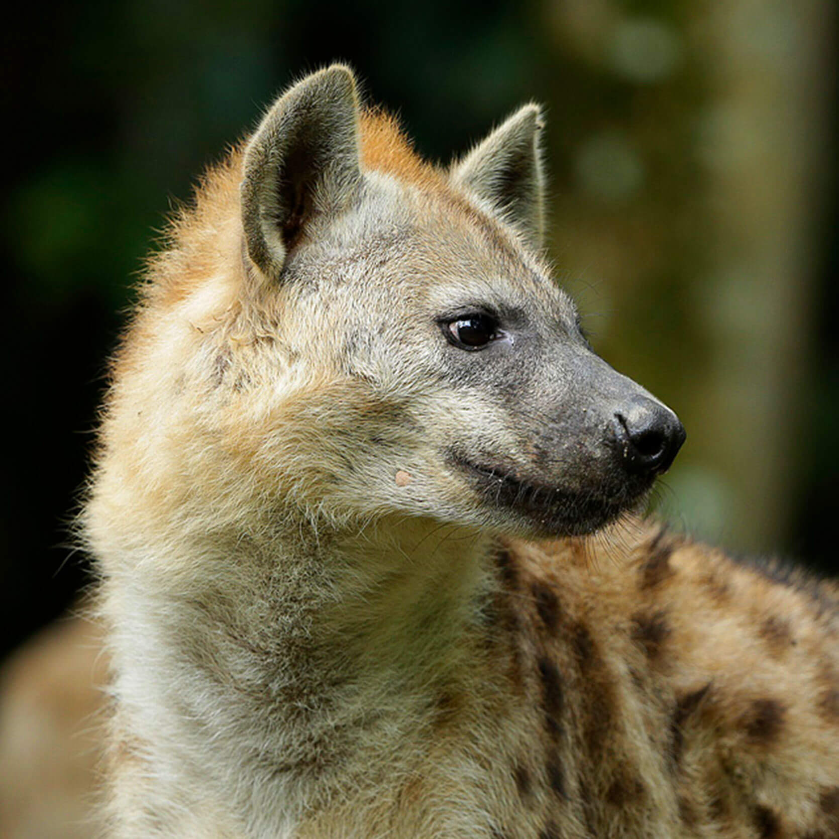 Spotted Hyaena - Night Safari