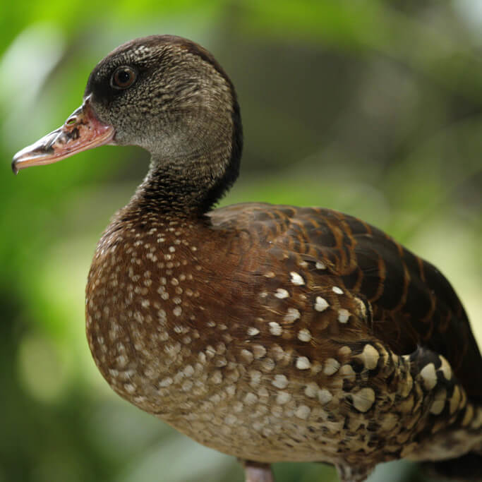 Animals & Trails - Night Safari | Mandai Wildlife Reserve