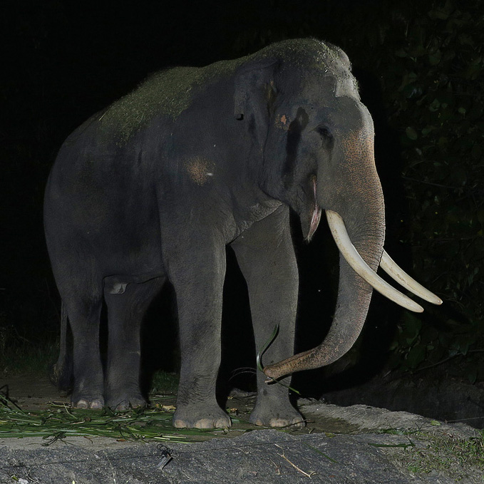 Asian Elephant - Night Safari