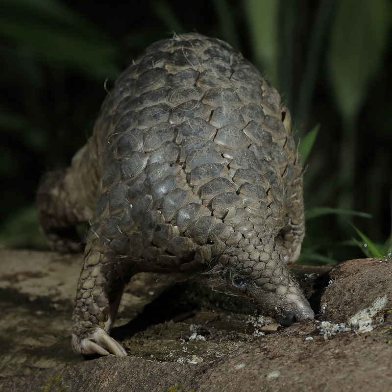 Sunda Pangolin - Night Safari