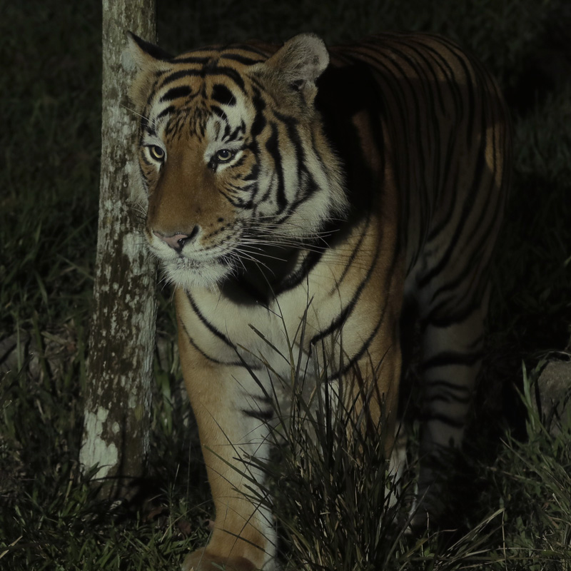 Animals & Trails - Night Safari | Mandai Wildlife Reserve