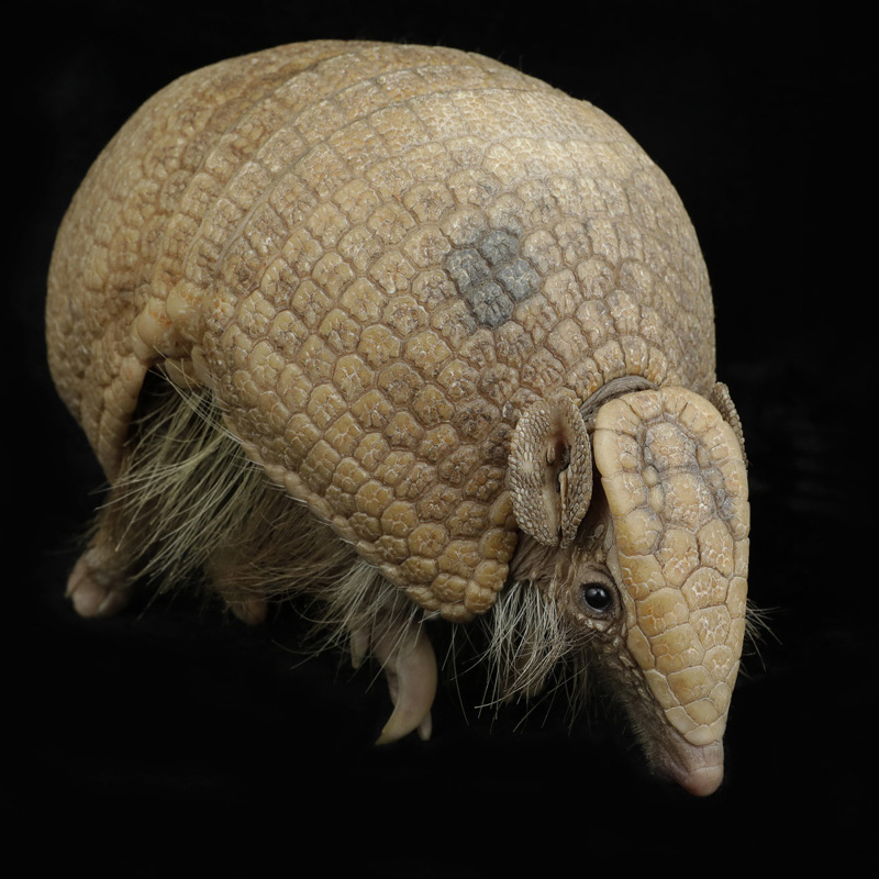 Southern Three-banded Armadillo - Night Safari