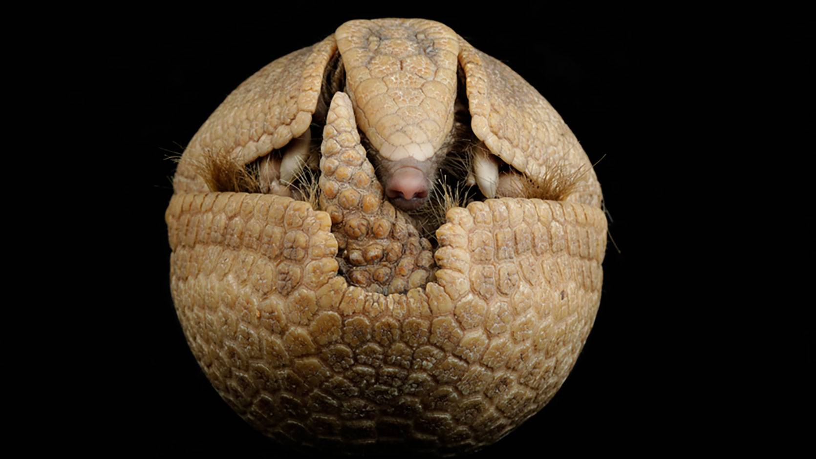 Southern Three-banded Armadillo - Night Safari