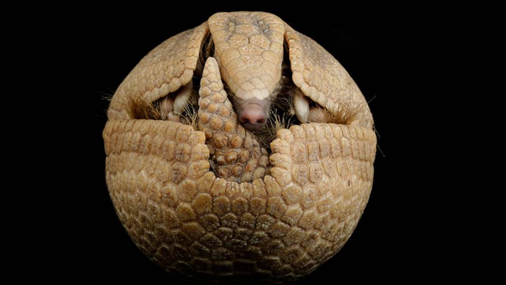 Southern Three-banded Armadillo - Night Safari