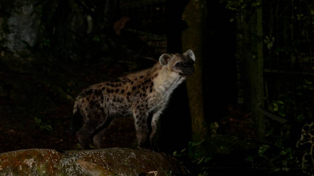 Spotted Hyaena - Night Safari