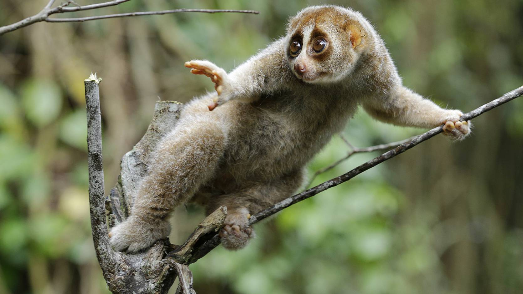 Sunda slow loris - Night Safari | Mandai Wildlife Reserve