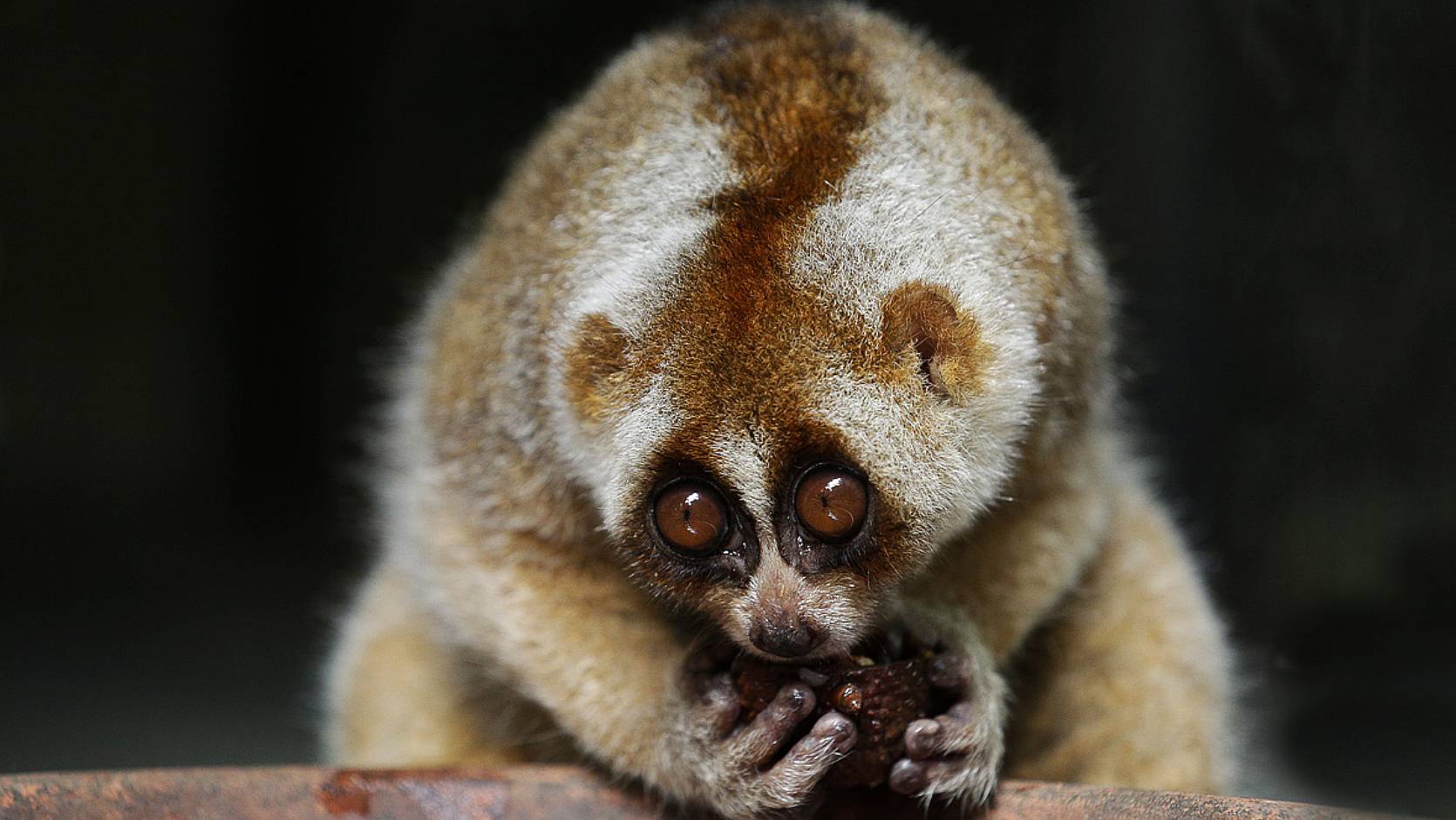 Sunda slow loris - Night Safari | Mandai Wildlife Reserve