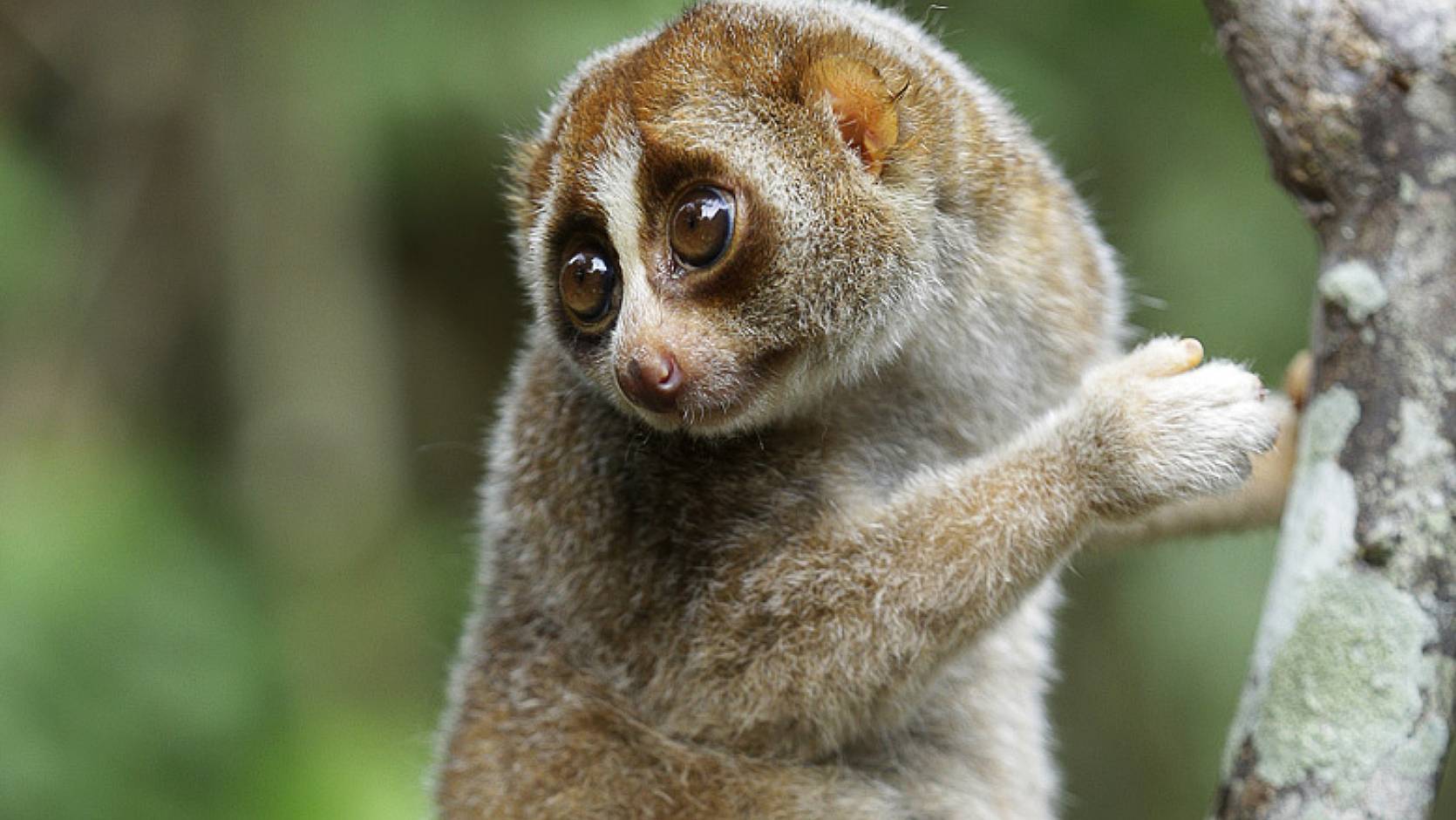 Sunda slow loris - Night Safari | Mandai Wildlife Reserve