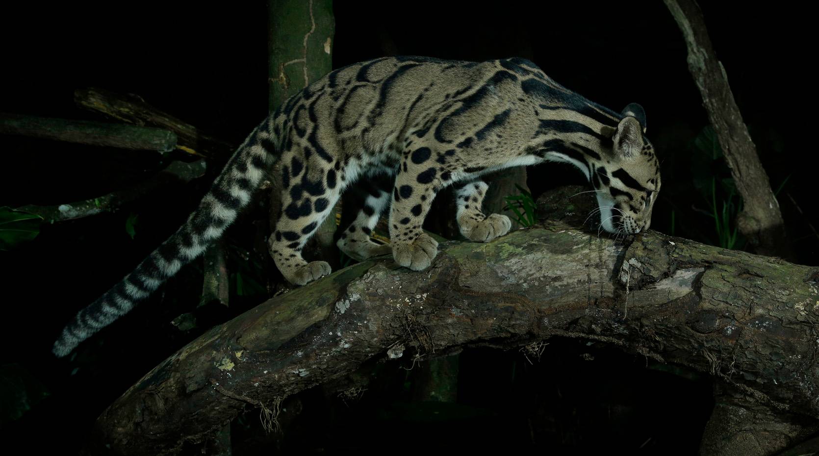 Clouded Leopard - Night Safari