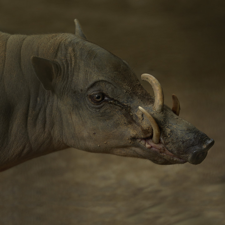 Animals & Trails - Night Safari | Mandai Wildlife Reserve